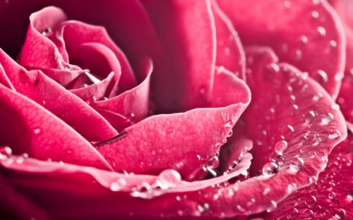 Happy Rose Day 2019 Images Download (#2316749) - HD Wallpaper ...