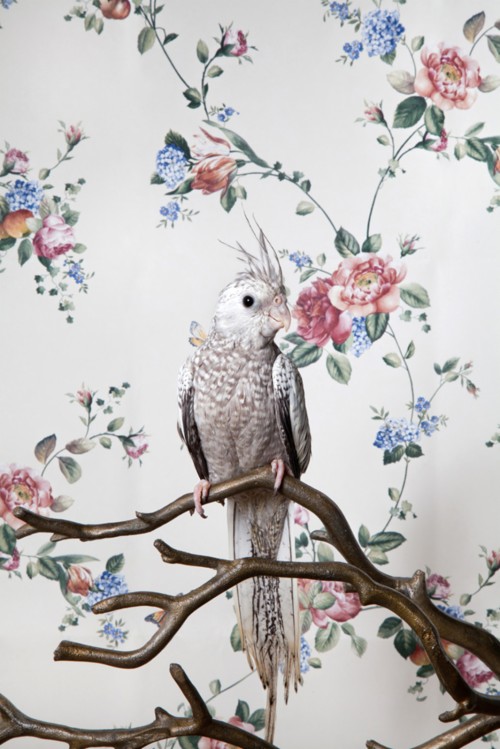 Birds Wallpaper Photos Vintage Bird Wallpaper - Vintage Bird (#3096117 ...