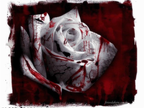 1 - Red Stained White Rose (#1039732) - HD Wallpaper & Backgrounds Download