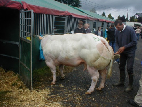 From Wikipedia By - National Monument (indonesia) (#808111) - HD ...