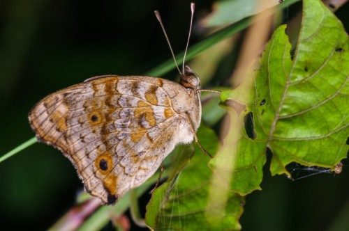 Close-up Of Butterfly On Leaf - Pyronia (#1059790) - HD Wallpaper ...