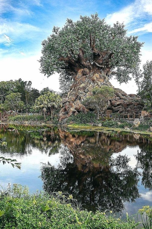 Tree Of Life Wallpaper - Money Tree Wallpaper Hd (#1069696) - HD ...