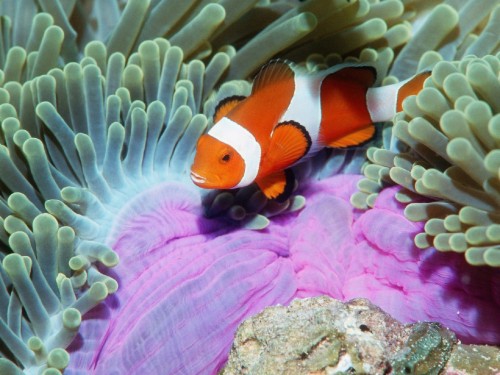 Nemo Wallpaper - Beautiful Fishes In Sea (#1071561) - HD Wallpaper ...