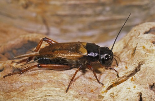 Brown And Black Pinhead Cricket On Stone Hd Wallpaper - Cricket ...