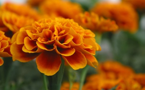Marigold Wallpaper - Marigold Hd (#1085268) - HD Wallpaper ...