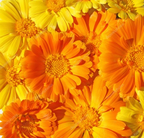 Wallpaper From Marigold Flowers Stock Photo - Calendula (#1085343) - HD ...
