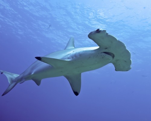 Hammerhead Sharks Side View (#1099070) - HD Wallpaper & Backgrounds ...