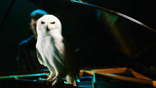Tears Clean Bandit Owl (#115134) - HD Wallpaper & Backgrounds Download