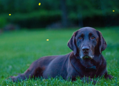 Labrador Hd Wallpaper - Labour Dogs (#1118511) - HD Wallpaper ...