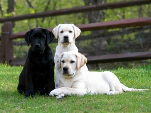 Labrador Retriever Dog Hd Wallpapers - Labrador Dog (#1118405) - HD ...