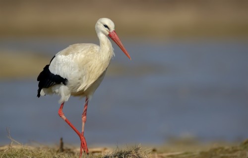 White Stork Wallpaper - White Stork (#1118576) - HD Wallpaper ...