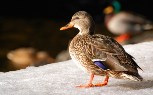Mallard (#2907994) - HD Wallpaper & Backgrounds Download