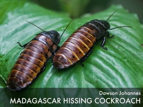 Juvenile Bush Cockroach - Madagascar Hissing Cockroach (#1182050) - HD ...