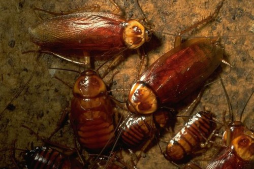 Cockroaches - Cockroach Desktop (#1180905) - HD Wallpaper & Backgrounds ...