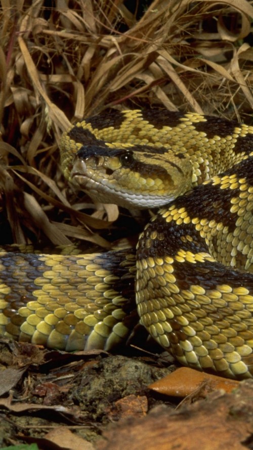 Wallpaper Branches, Leaves, Grass, Snake - Viper Snake Wallpapers ...