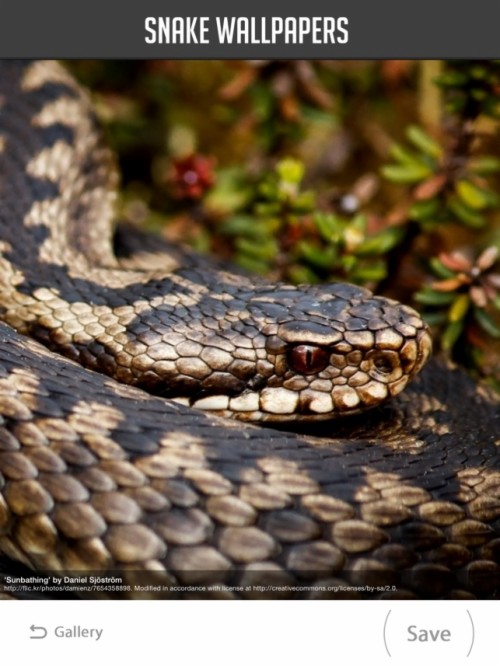 Snake Wallpaper On The App Store - Snake Hd Wallpapers Hd (#1204774 ...