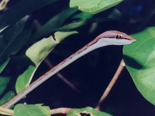 , Mexican Vine Snake - Tree Snakes In Mexico (#1204797) - HD Wallpaper ...