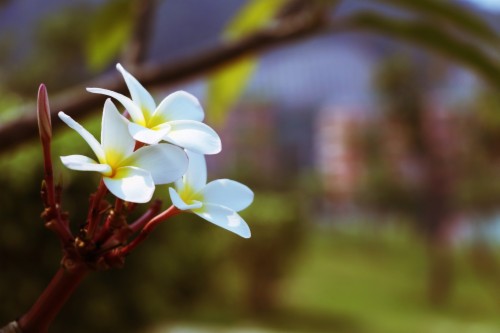 White Plumeria Wallpaper High Quality - Araliya Flower (#1205066) - HD ...