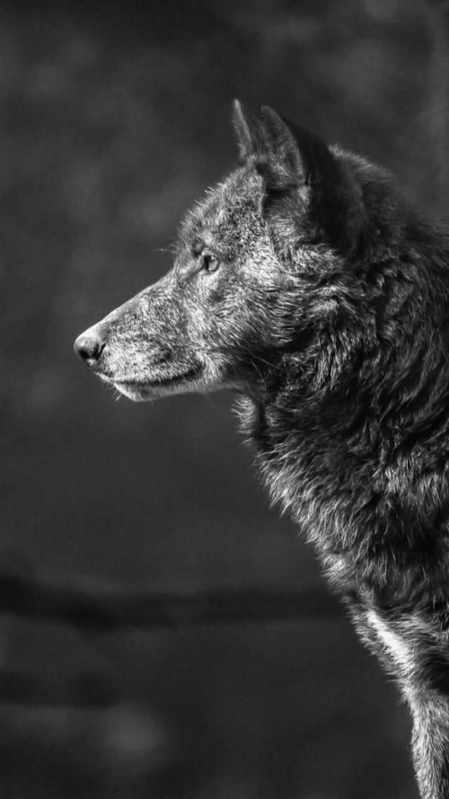 List of Free Black Wolf Wallpapers Download - Itl.cat