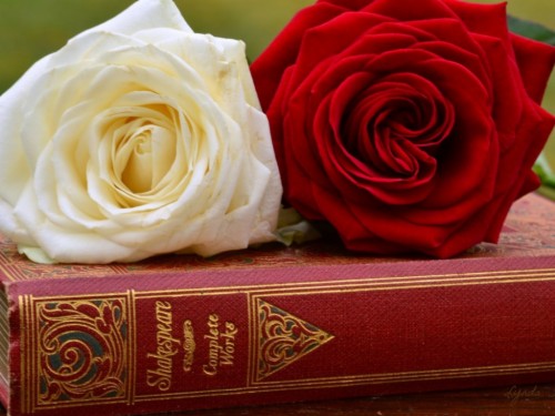 Red And White Rose Wallpaper Hd 08058 Baltana - White And Red Roses ...