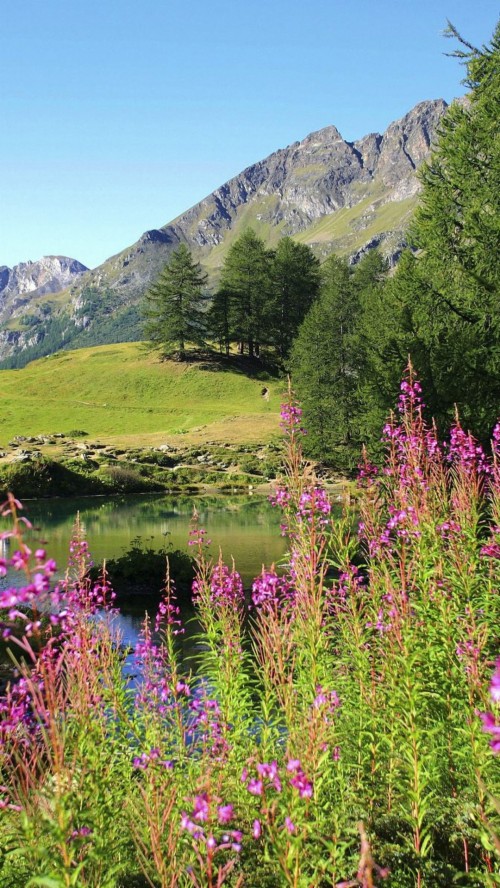 United States Of America, Spring, Wildflower, Nature - Spring Season In ...