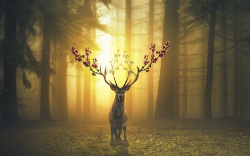 High Resolution Deer Hd (#2310335) - HD Wallpaper & Backgrounds Download