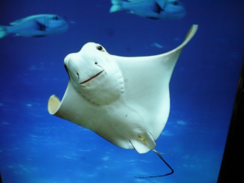 Awesome Manta Ray Free Wallpaper Id - Stingrays Great Barrier Reef ...