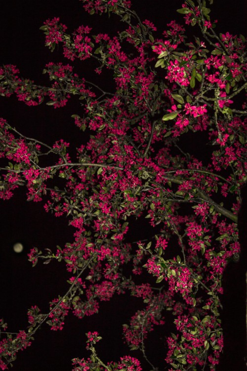 Black And White Flower Lock Screen Wallpaper - Black And White ...