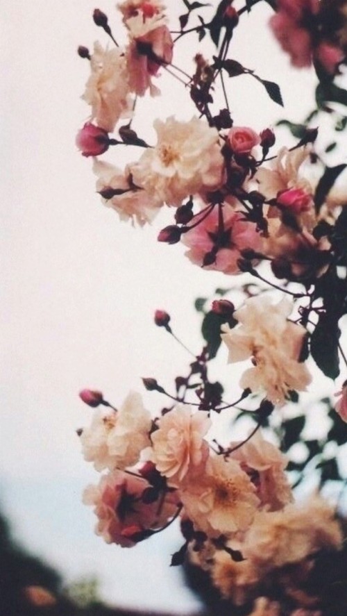 Rose Lock Screen Wallpaper - Flowers (#399719) - HD Wallpaper ...