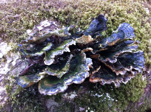 Micro, Natural, Nature Wallpaper And Background - Inonotus (#1271070 ...