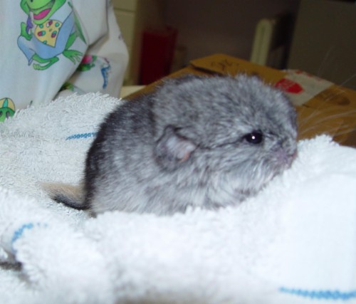 Chinchilla, Sleep, Lie, Fluffy, Hd, Wallpaper, Hd Images, - Sad Baby Chinchilla (#1298174) - HD ...