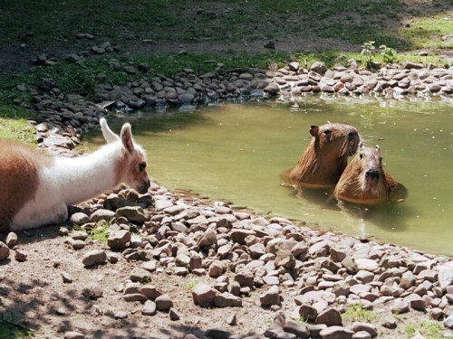 Differences Between Alpacas And Llamas Jacob - Close Up Llama Face ...