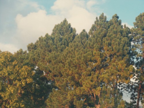 Outsiders2 - Shortleaf Black Spruce (#1256357) - HD Wallpaper ...