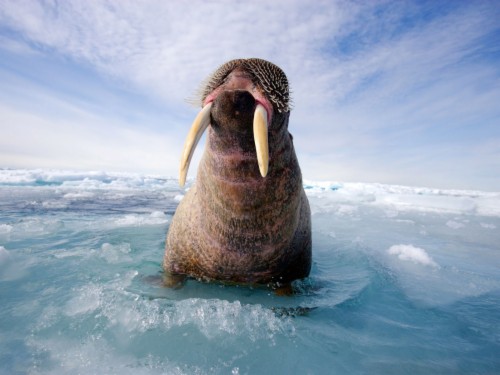 Walrus Png Image File - Arctic Walrus No Background (#1308250) - HD ...