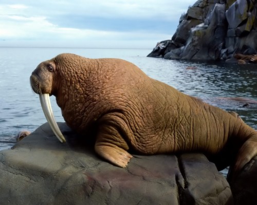 Walrus - Walrus The Animal (#1307725) - HD Wallpaper & Backgrounds Download