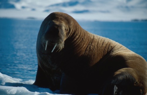 Walrus Png Image File - Arctic Walrus No Background (#1308250) - HD ...