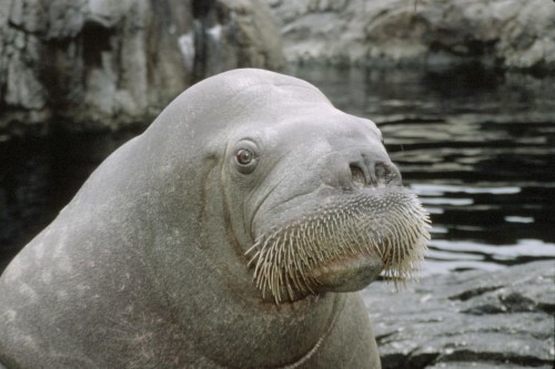 Walrus Png Image File - Arctic Walrus No Background (#1308250) - HD ...