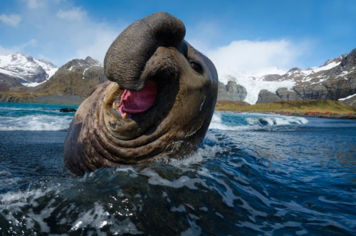 Walrus Png Image File - Arctic Walrus No Background (#1308250) - HD ...