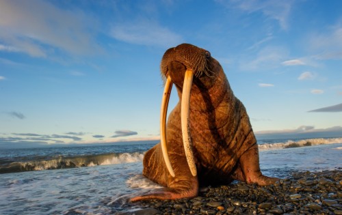 Walrus Png Image File - Arctic Walrus No Background (#1308250) - HD ...