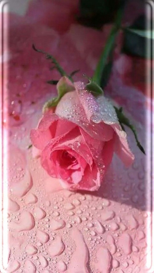 Pretty Roses Wallpaper - Rose Raindrop (#1311051) - HD Wallpaper ...