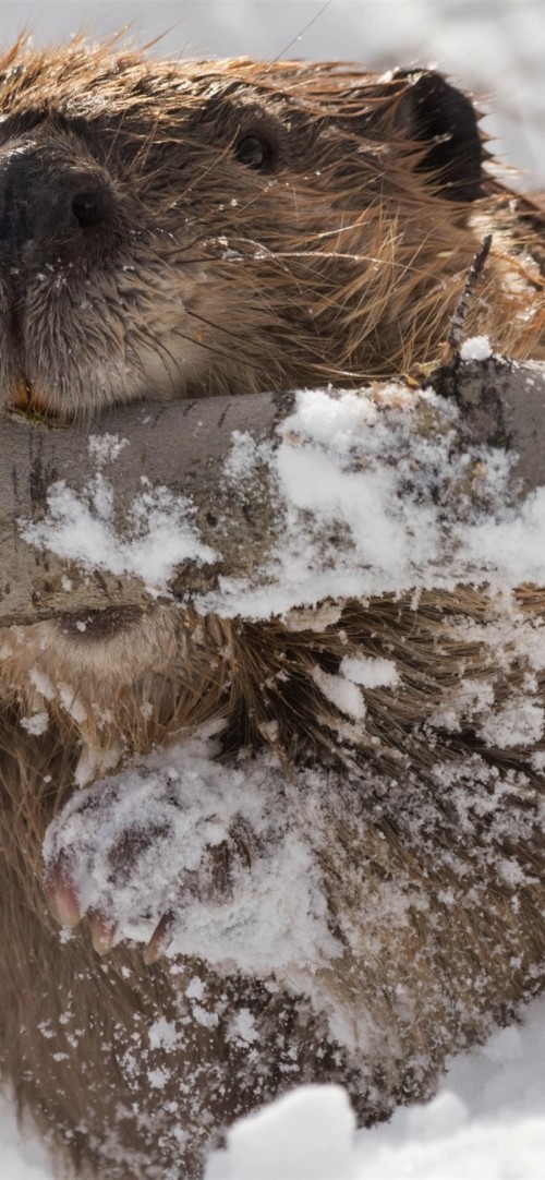 Beaver Winter (#1342272) - HD Wallpaper & Backgrounds Download