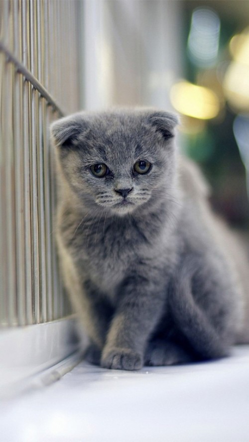 Blue Scottish Fold Cat (#1342702) - HD Wallpaper & Backgrounds Download