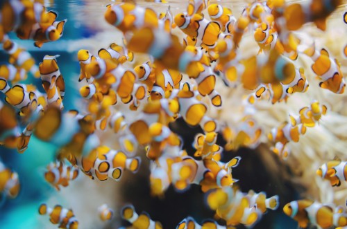 Clown Fish Hd Wallpaper - Coral Reef Fish (#1488519) - HD Wallpaper ...