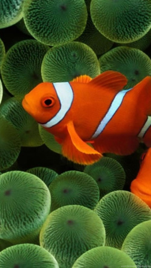 Iphone Clown Fish Wallpapers On Genchi - Great Barrier Reef (#1359679 ...