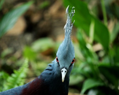 Bcr&ptr Together, Parakeet, Cockatiel, Budgie - Little Parrot Bird ...