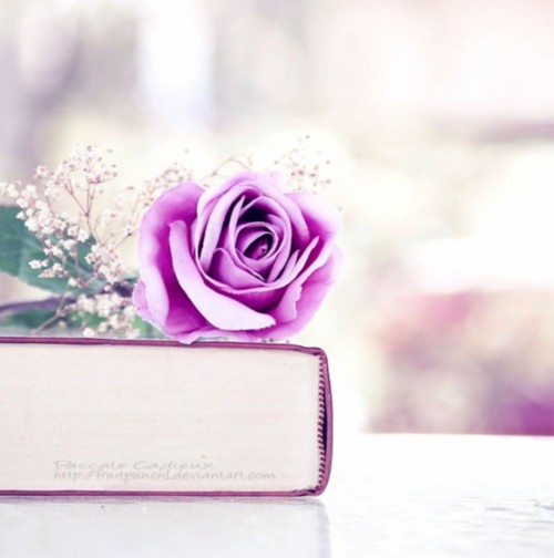 Flowers Book Purple Soft Rose Flower Fullscreen Wallpaper - Geseende ...