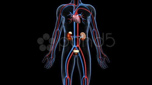 Urinary System Animation (#1396698) - HD Wallpaper & Backgrounds Download