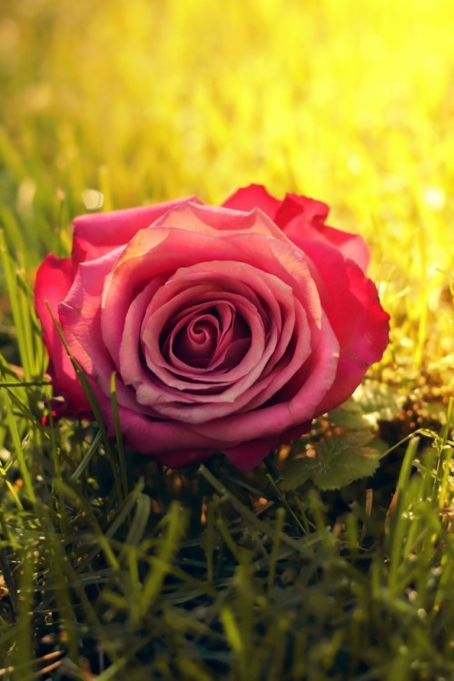 Nature Wallpaper Rose Nature Wallpaper Ideas Nature - Rose Gold ...