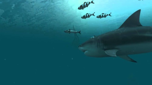 Sharks 3d Live Wallpaper And Screensaver - Moving Shark (#144935) - HD ...