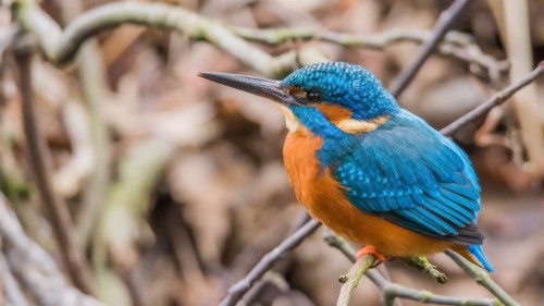 Wallpaper Beautiful Bird, Kingfisher - Coraciiformes (#1429224) - HD ...